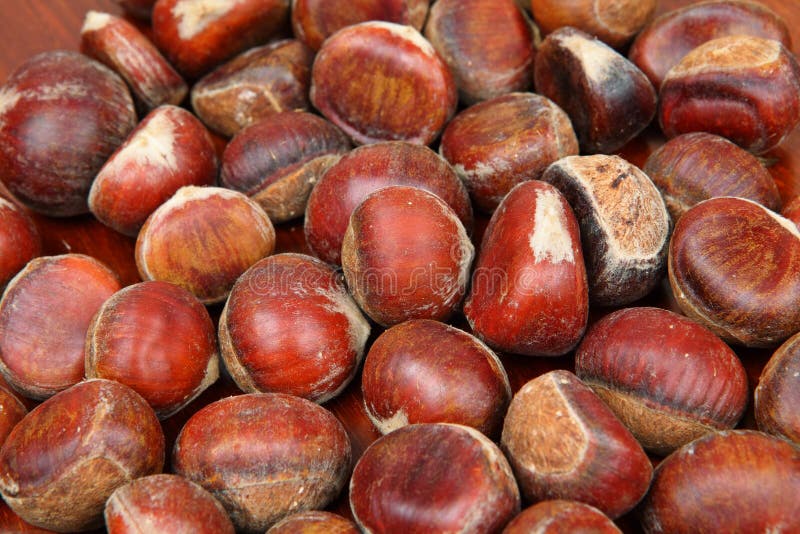 Kastanjbur arkivfoto. Bild av träd, kastanj, växt, höst - 83921682