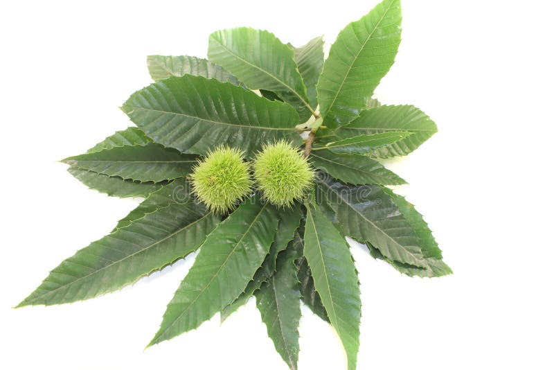 Japansk Kastanj, Castaneacrenata Arkivfoto - Bild av höst, brigham ...