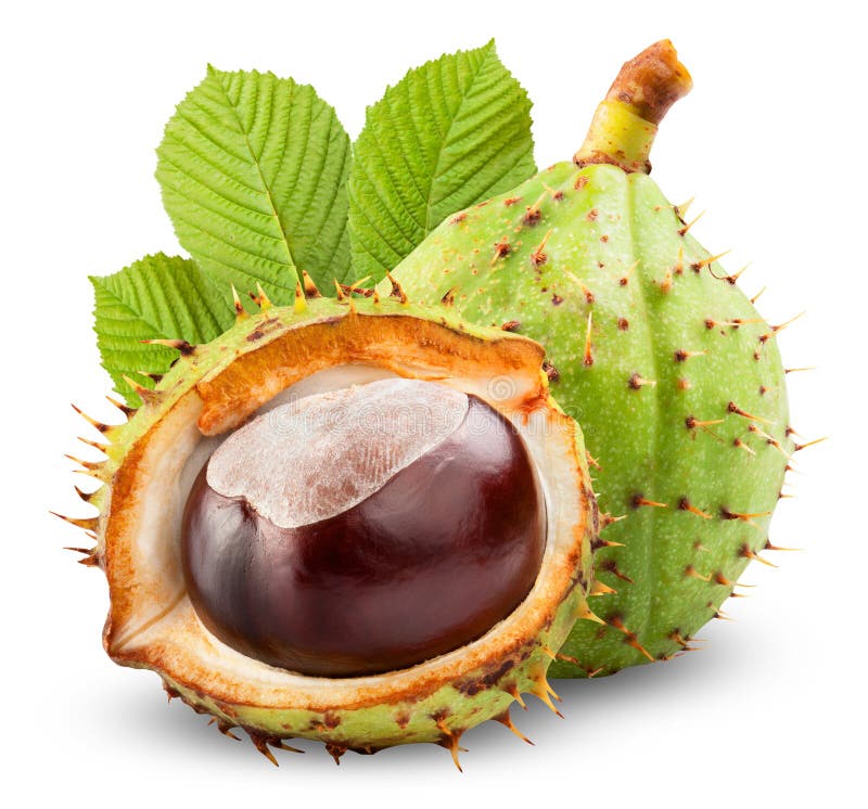 Kastanj Stock Foton , bilder och fotografi - Ladda ner 85,206 foton