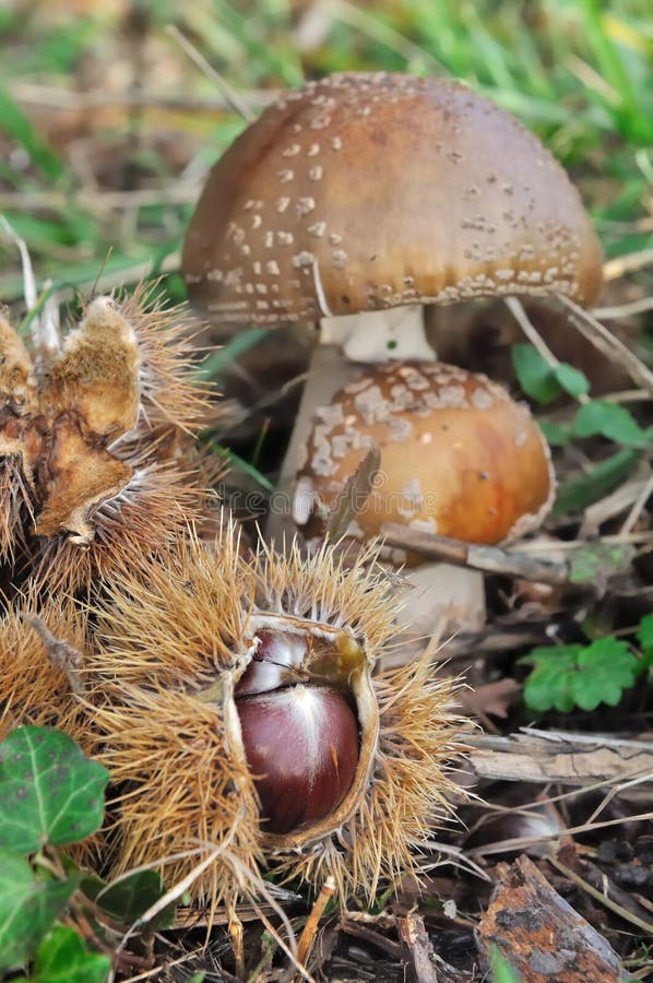 Kastanj arkivfoto. Bild av öppet, moget, byggmästare - 27303048