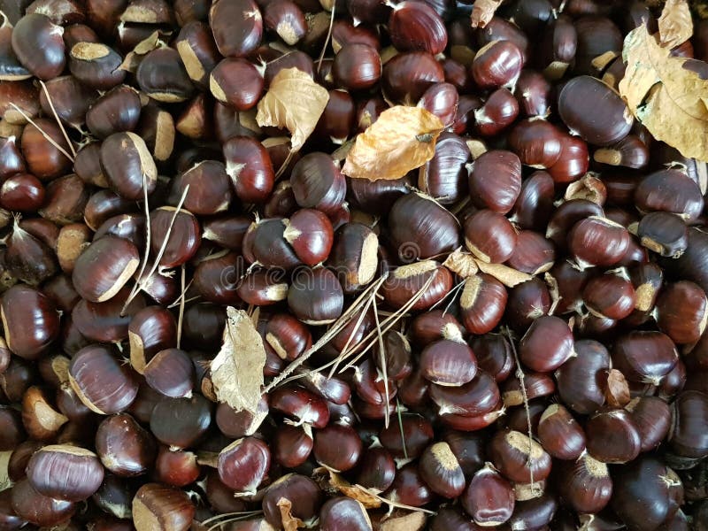 Kastanje stock afbeelding. Image of gebraden, vers, sluit - 104852591