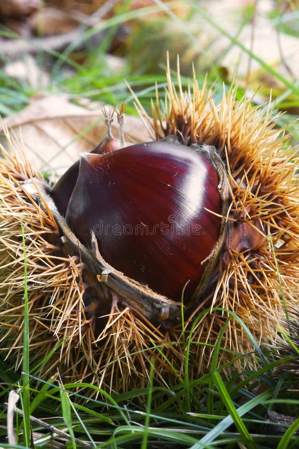 Kastanje stock afbeelding. Image of product, najaar, dieet - 11170607