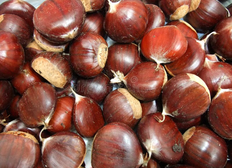 Kastanjeboom stock afbeelding. Image of openlucht, schil - 16116927