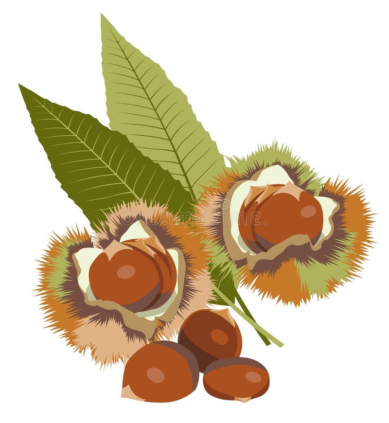 Kastanje vector illustratie. Illustration of gastronomisch - 16369070