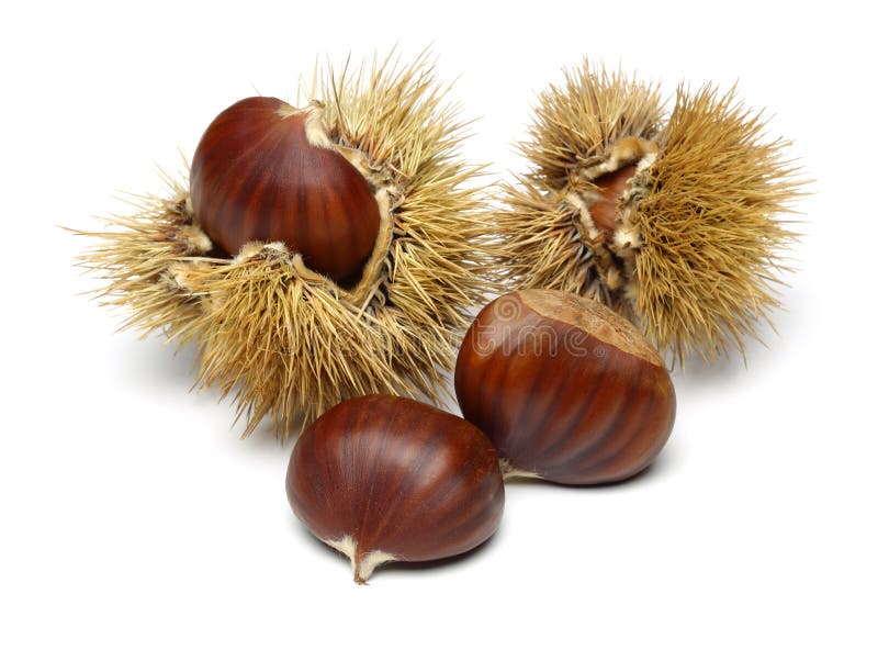 Kastanje stock afbeelding. Image of macro, notedop, groep - 37731033