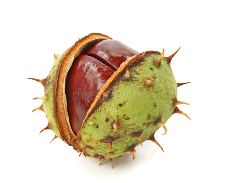 Kastanje stock afbeelding. Image of niemand, groen, bruin - 6351481