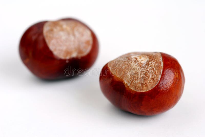 Kastanje stock afbeelding. Image of seizoenen, najaar, roodachtig - 663381