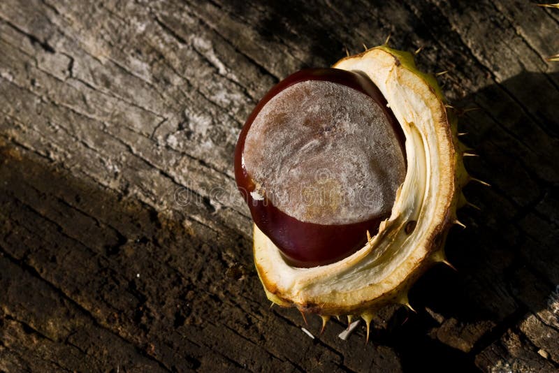 Kastanje stock afbeelding. Image of kastanje, macro, seizoen - 7572701