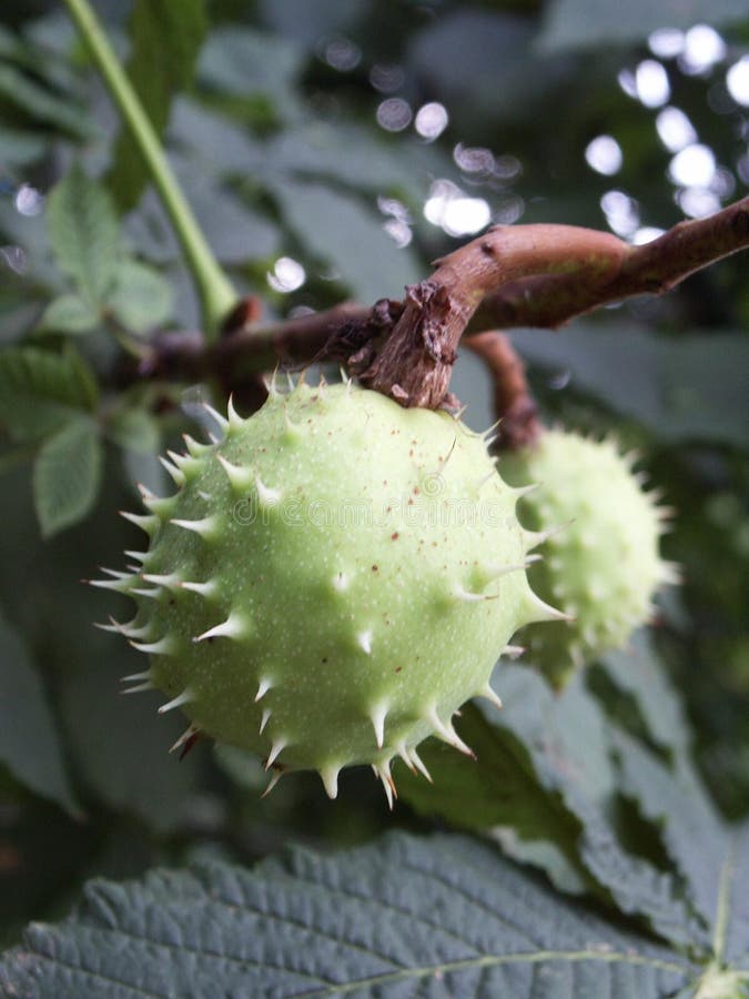 Kastanje stock foto. Image of installatie, tuin, kastanjes - 80204