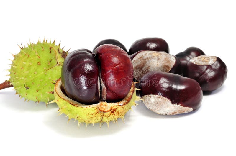 Kastanjer arkivfoto. Bild av natur, detaljer, rött, horisontal - 16348104