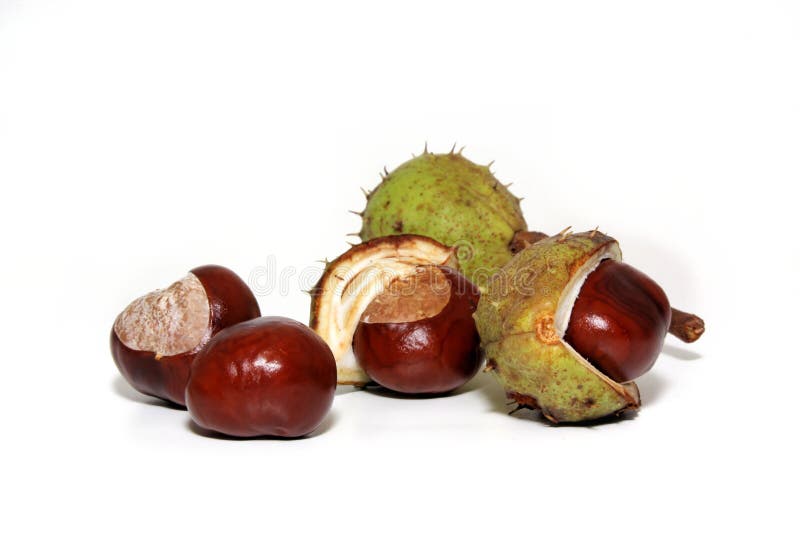 Kastanjer arkivfoto. Bild av vitt, bakgrund, medf8ort - 17579300
