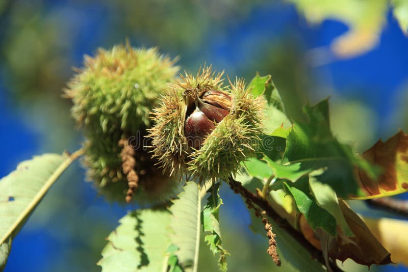 Kastanjer arkivfoto. Bild av frukt, kastanjer, höst, träd - 48814318