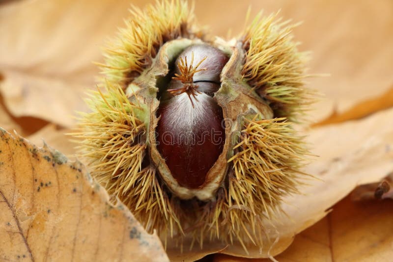 Kastanjes, Dode Bladeren En Schillen Stock Foto - Image of doorn ...
