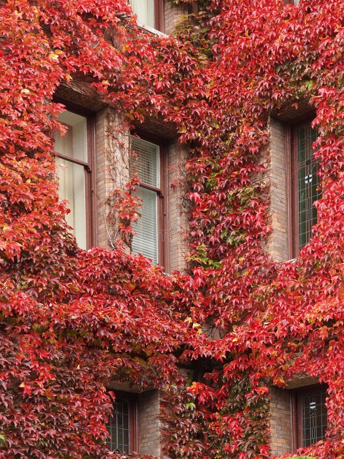 Kasteel Dat Met Engelse Klimop Wordt Behandeld Stock Foto - Image of ...
