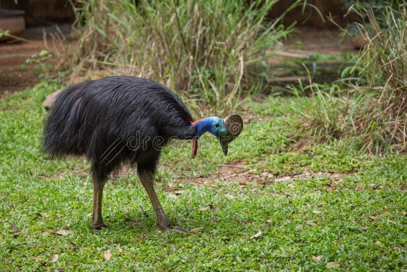 Kasuar im wilden stockbild. Bild von tier, bild, wild - 65062245
