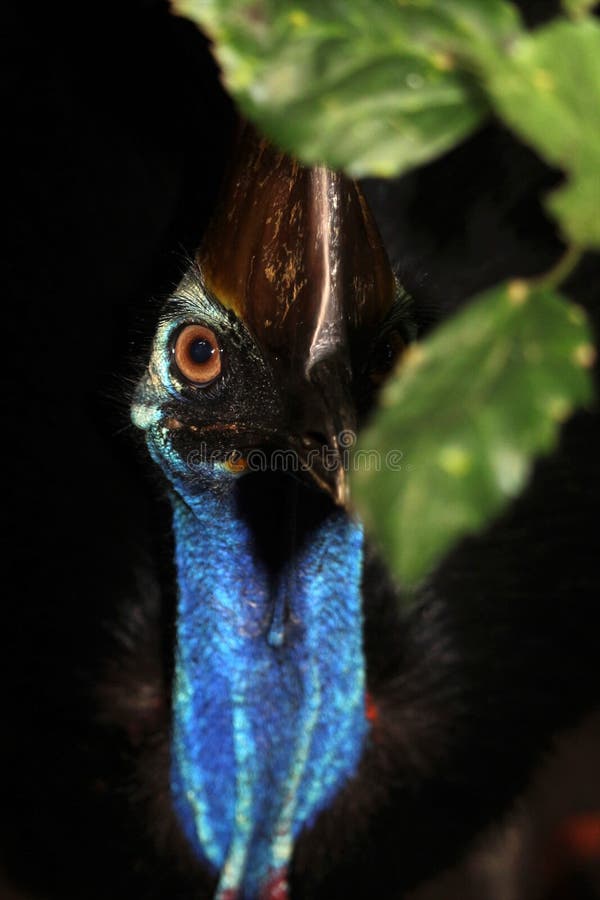 Kasuar im Busch stockfoto. Bild von busch, kasuar - 76131354