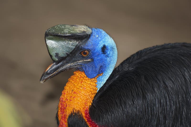Nordkasuar stockbild. Bild von stehen, golden, cassowary - 53535065