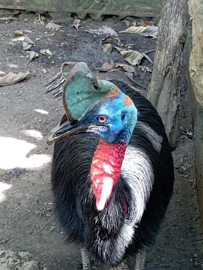 Blue Kasuari Stock Photos - Free & Royalty-Free Stock Photos from ...