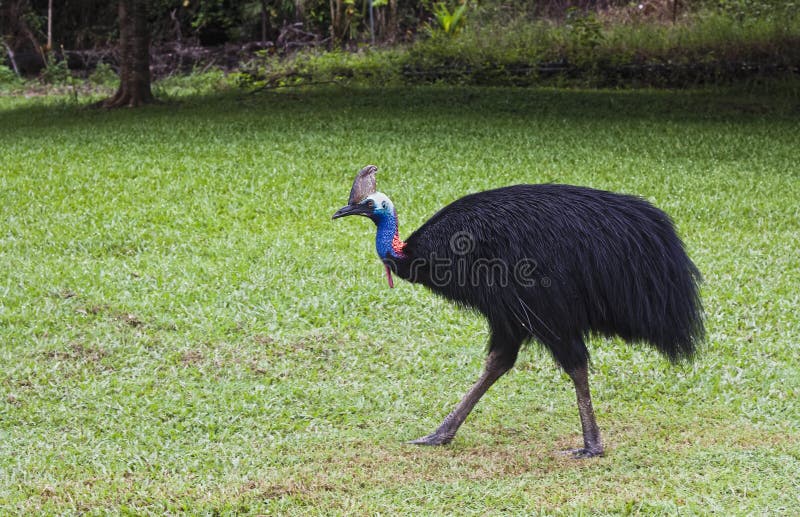 Männlicher Kasuar Mit Küken Stockbild - Bild von gras, cassowary: 48503267