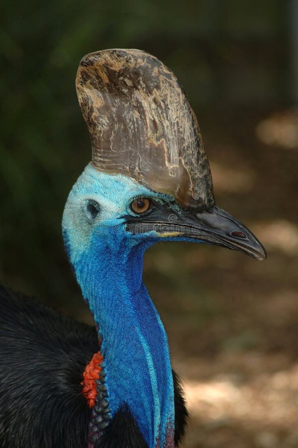 Kasuar im Busch stockfoto. Bild von busch, kasuar - 76131354