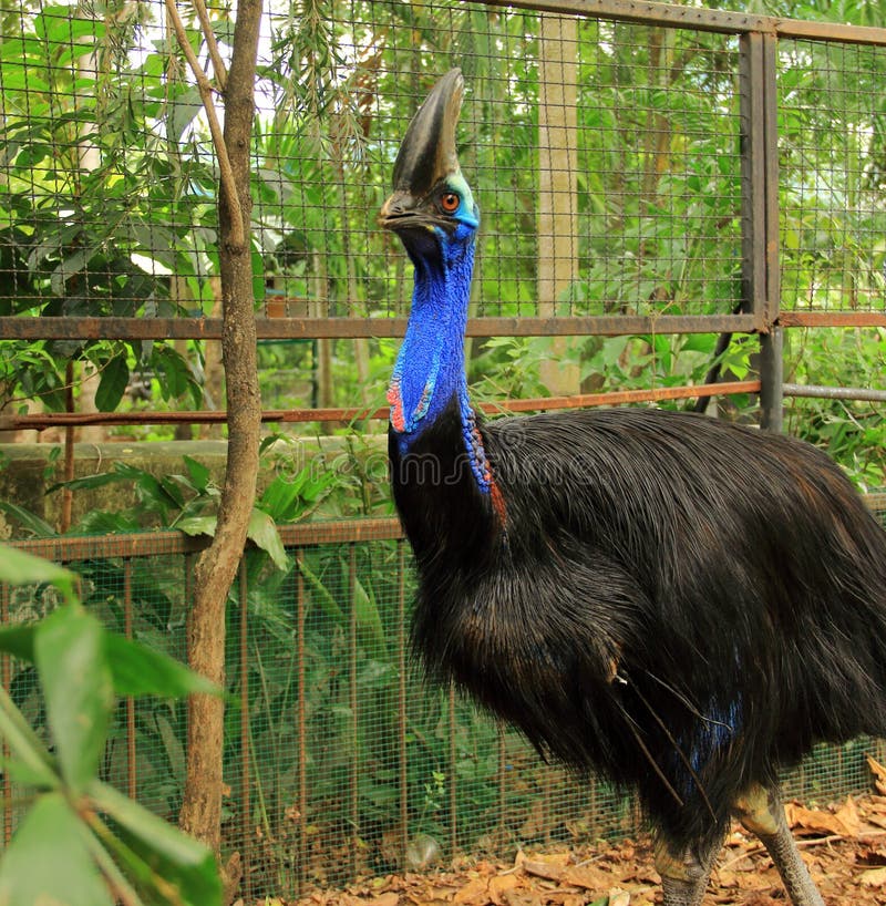 Kasuar stockbild. Bild von geschöpf, feder, jagd, züchten - 35601757