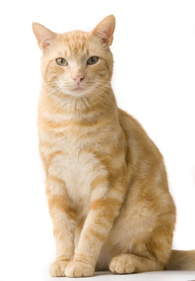 Kleine witte kat stock afbeelding. Image of pret, huisdieren - 11985047