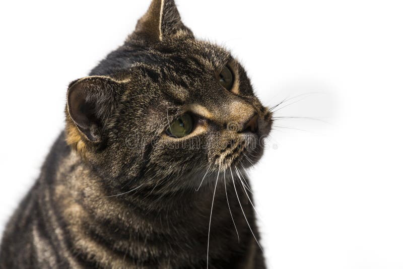 Zwart En Bruine Kat Stockfoto's - Download 994 Royalty Free Photos