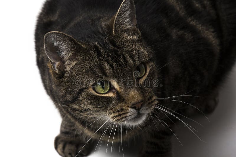 Zwart En Bruine Kat Stockfoto's en afbeeldingen - Download 993 foto's