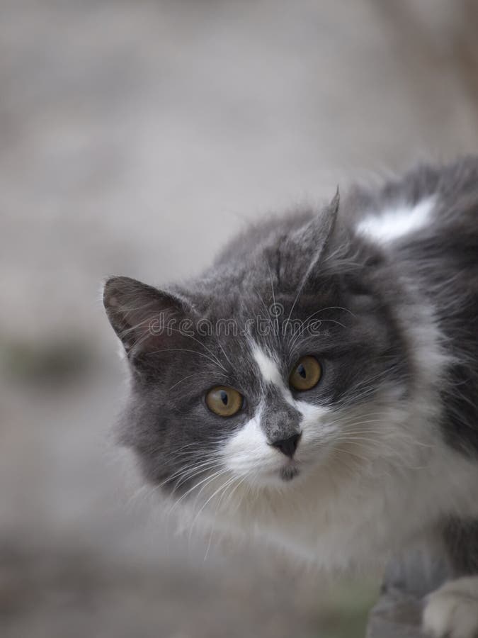 Kat foto de stock. Imagem de cinzento, atenta, vista - 37138856