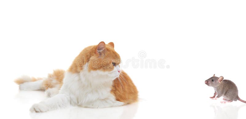 Kat Die Bij Een Muis Staart Stock Foto - Image of uitdrukking ...