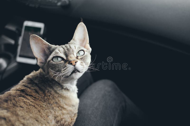 De Kat is Binnen Een Auto De Kat Reist in Een Auto Mooi Devon Stock ...