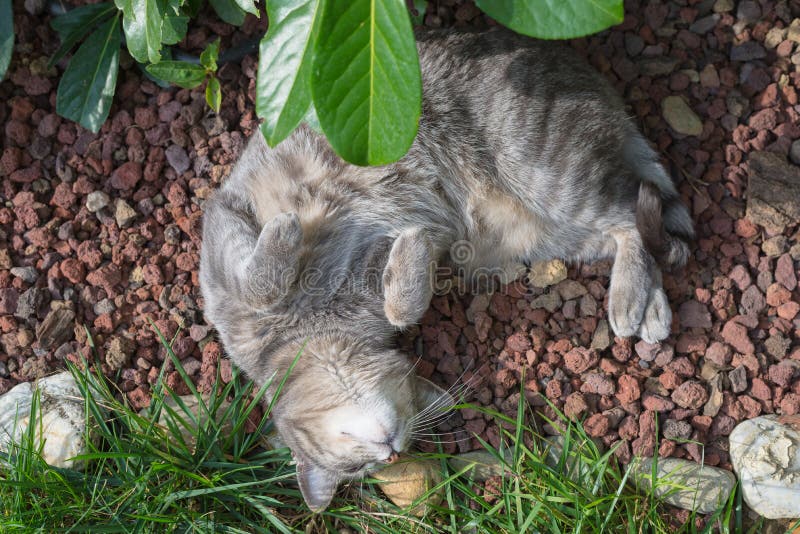 Kat Die Op Het Gras Met Gebogen Poten Liggen Stock Afbeelding - Image ...