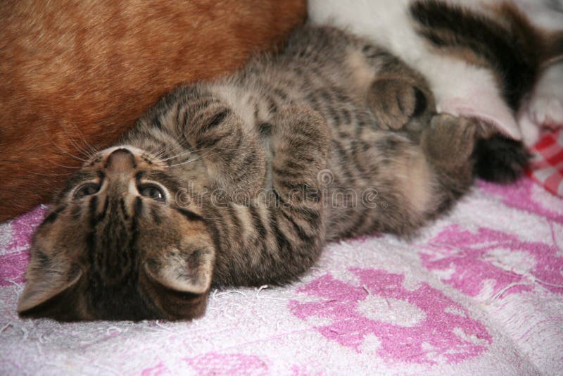 Kat die op rug ligt stock foto. Image of geacclimatiseerd - 13679938