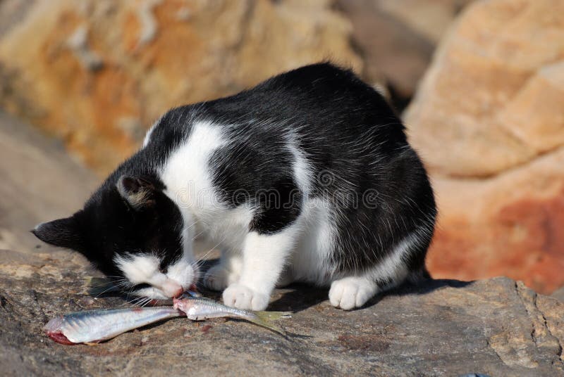 Kat die vis eet stock afbeelding. Image of binnenlands - 18111159