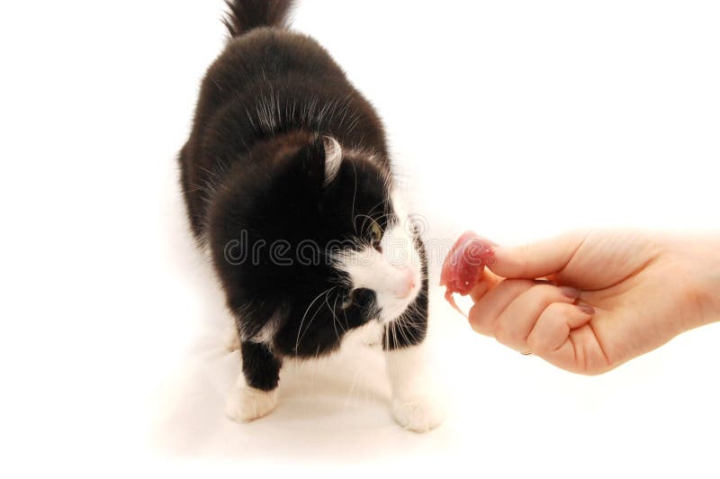 Kat die vlees eet stock foto. Image of eten, exemplaar - 8666458