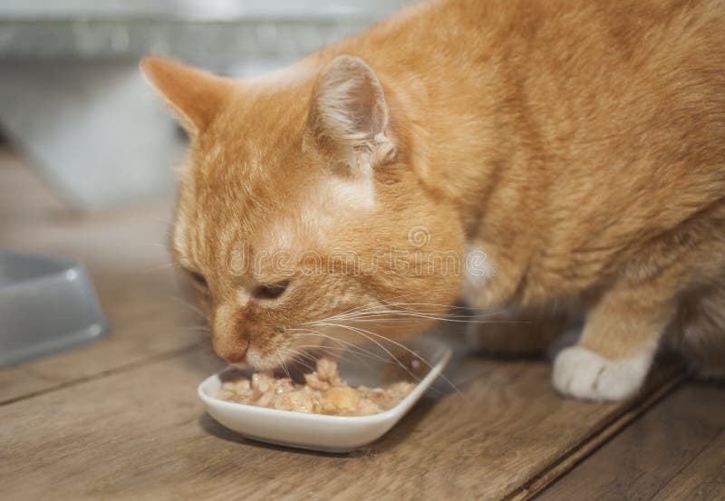 Het rode kat eten stock afbeelding. Image of gestreept - 11618841