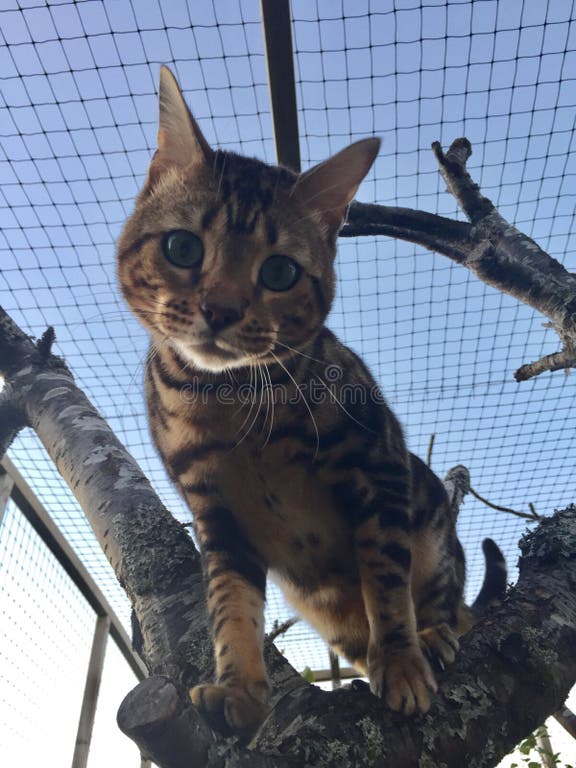 Kat in een boom stock afbeelding. Image of kooi, boom - 78215051