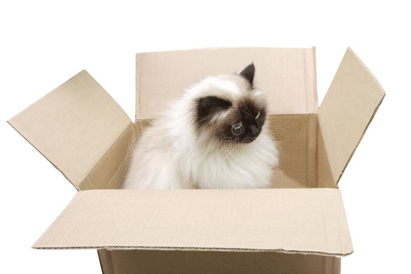 Kat in een doos stock afbeelding. Image of bakkebaarden - 6467055