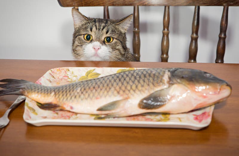 Kat en een grote vis stock afbeelding. Image of grijs - 42501755