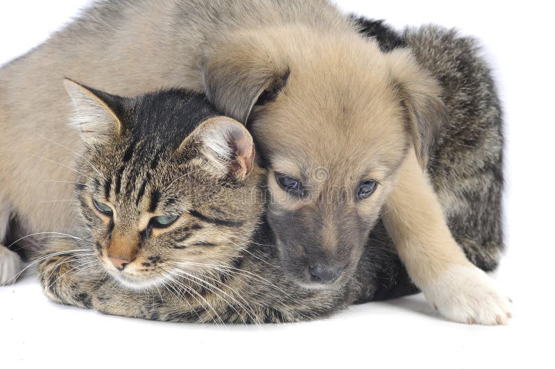 De Kat En De Hond Zijn Beste Vrienden Stock Afbeelding - Image of ...