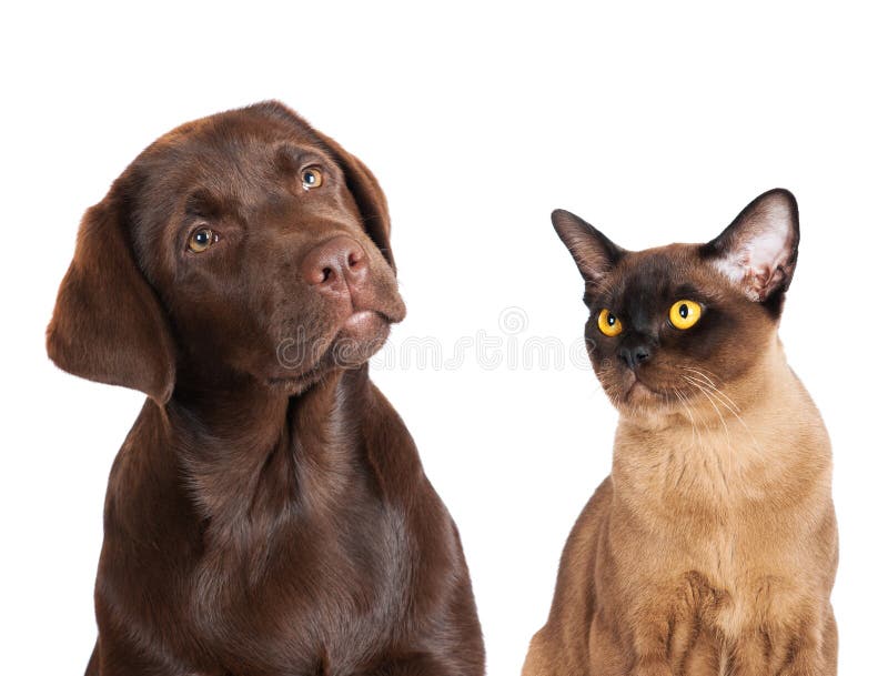 Hond En Kat Boven Witte Banner Stock Afbeelding - Image of poten ...