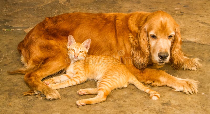 Kat en hond stock afbeelding. Image of katachtig, honds - 39091167