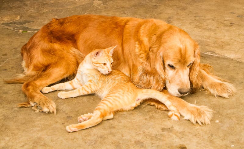 Kat en hond stock afbeelding. Image of maine, bont, vrienden - 39320779