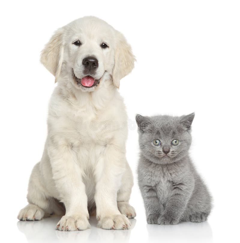 Kat en hond samen stock afbeelding. Image of brits, huisdier - 48010817