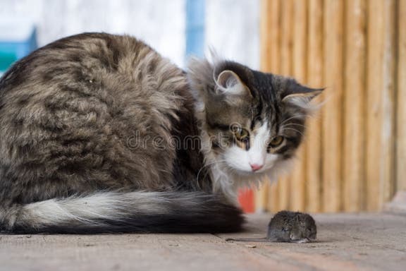 Kat en muis stock afbeelding. Image of slachtoffer, gezicht - 602477