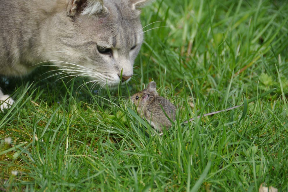 Kat en Muis stock afbeelding. Image of vriendschap, vrede - 76859333
