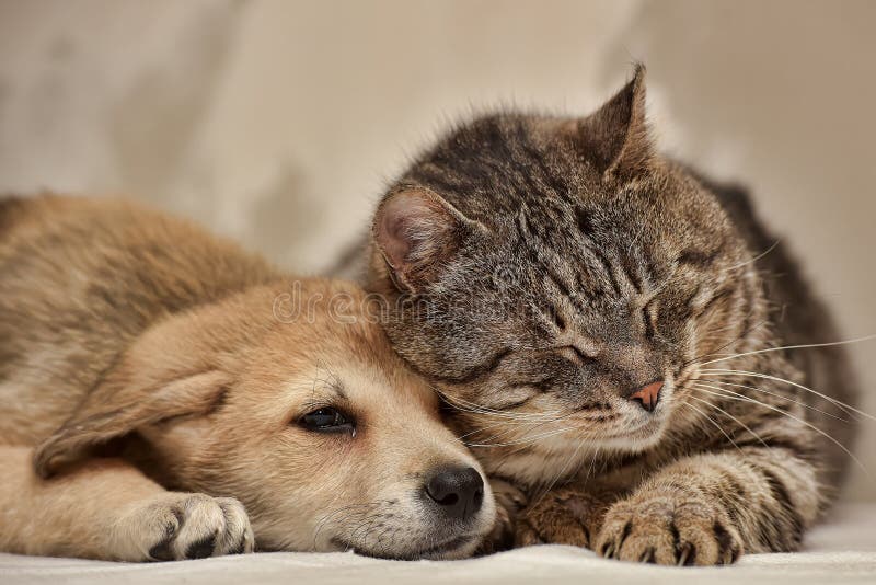 Hond en kat samen stock foto. Image of samen, afbeelding - 14474252