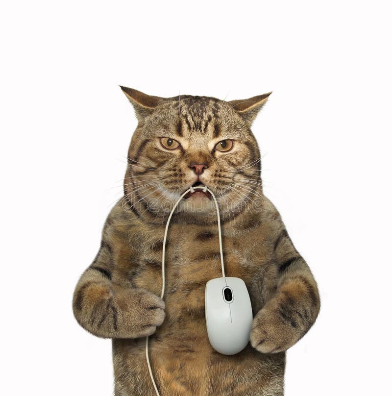 Kat met computermuis 1 stock afbeelding. Image of voedsel - 123764261