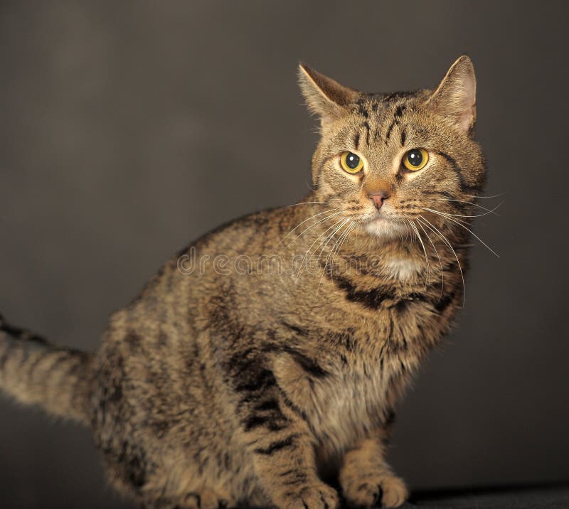 Kat met gele ogen stock afbeelding. Image of uitziend - 38445137