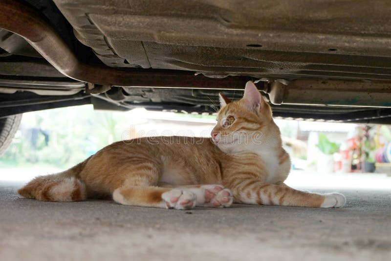 Kat onder auto stock afbeelding. Image of onder, ontspanning - 52076633